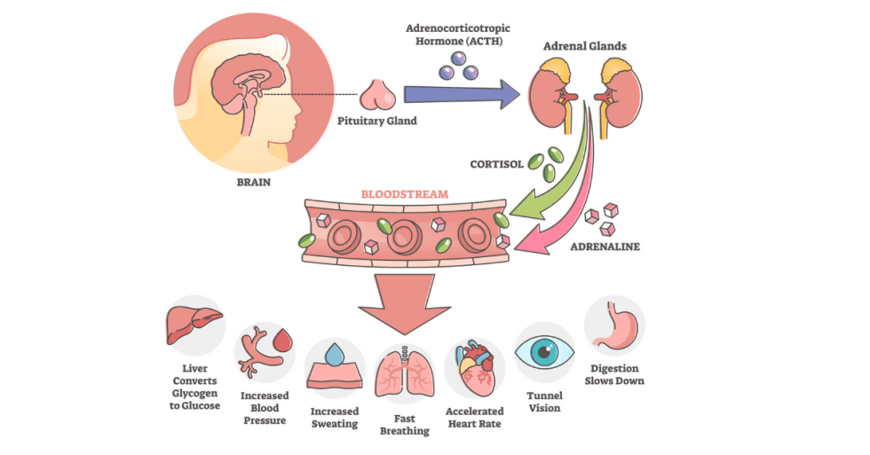 How to Stop Stress And Cortisol From Making You Fat - Sycamore and Sage ...